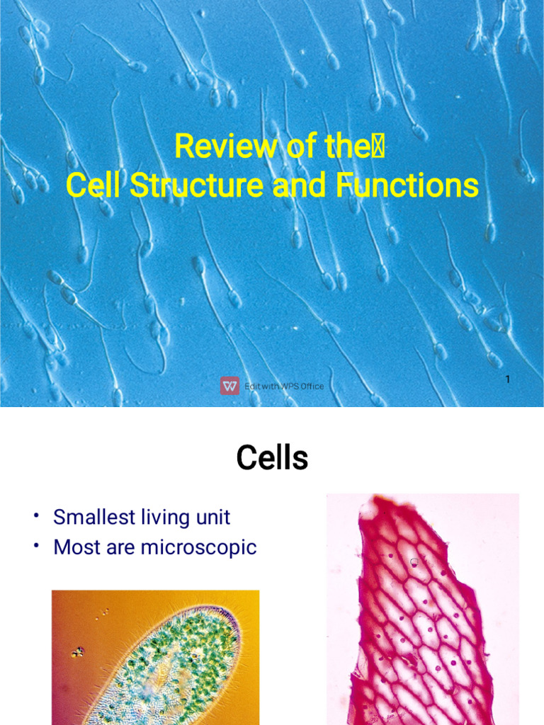 MC2Cell Parts and Functions Biochem | PDF | Cell (Biology) | Cell Membrane