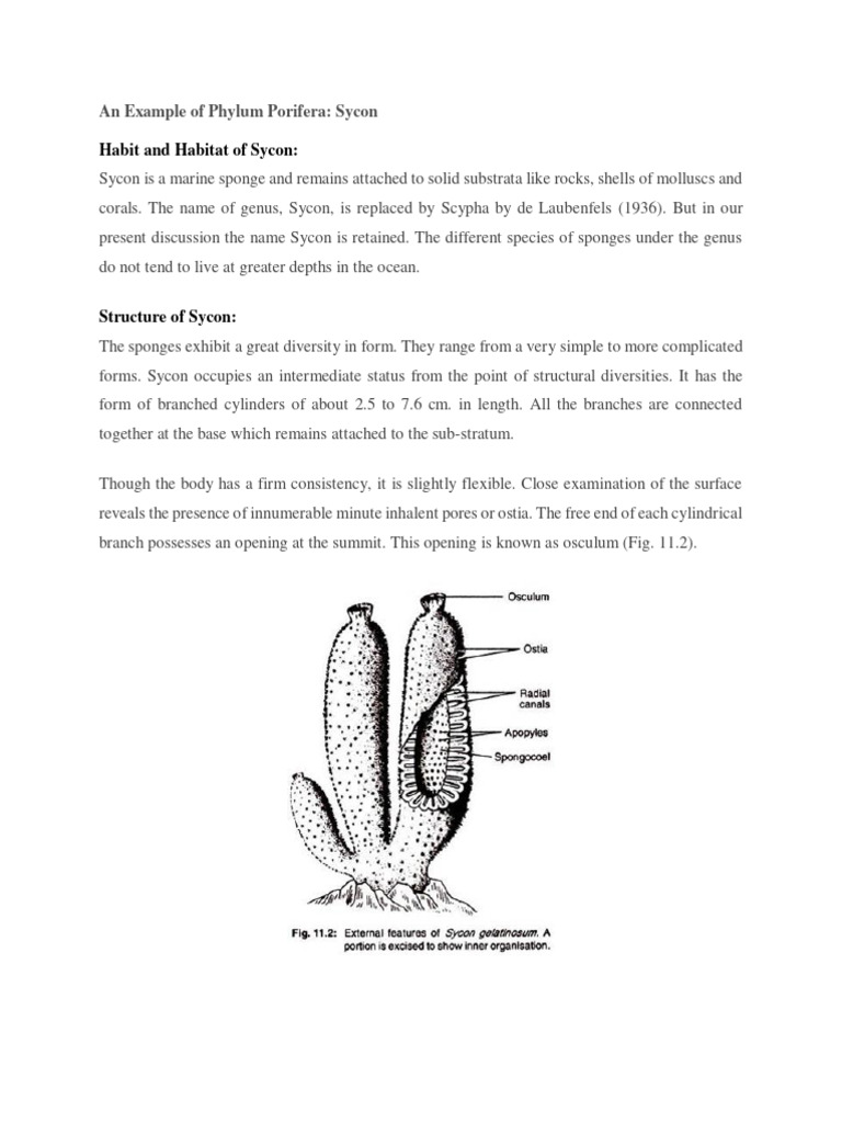 Sycon | PDF | Sponge | Sperm