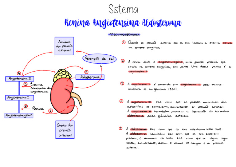 Sistema Renina Angiotensina Aldosterona | PDF | Órgão (anatomia ...