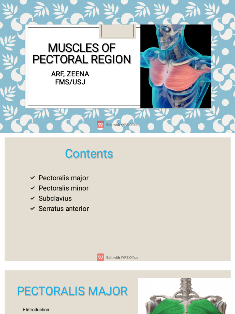 Muscles of the Pectoral Region Explained | PDF | Limbs (Anatomy ...