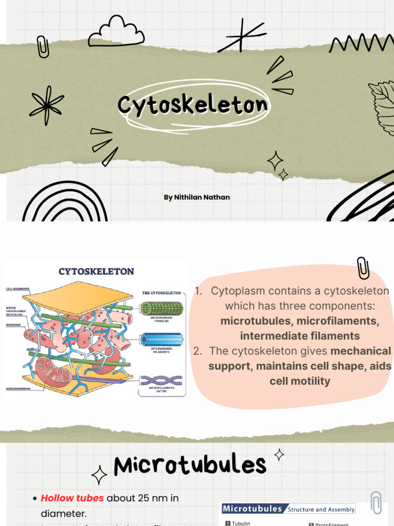Overview of Cytoskeleton Components | PDF