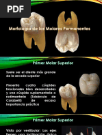 Segundo Premolar Superior | PDF | Anatomia dental | Boca