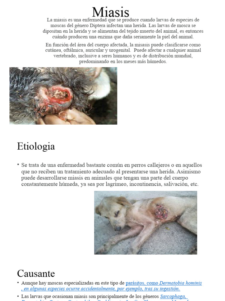 Miasis en Animales: Causas y Tratamiento | PDF | Epidemiología | Medicina