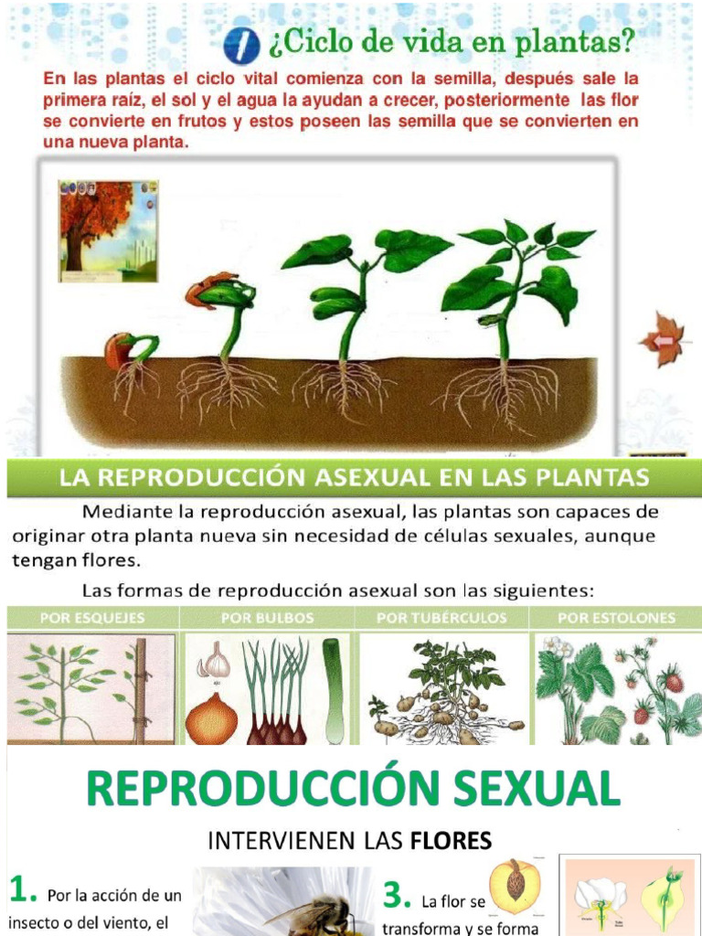 Ciclo de Vida en Plantas | PDF