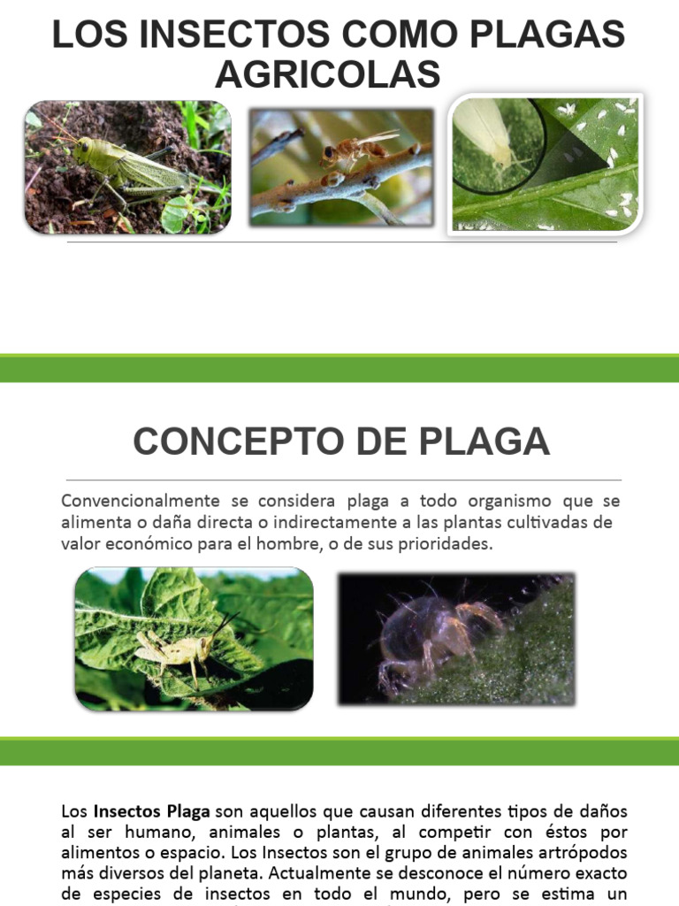 PLAGAS | PDF | Plaga (organismo) | Insectos