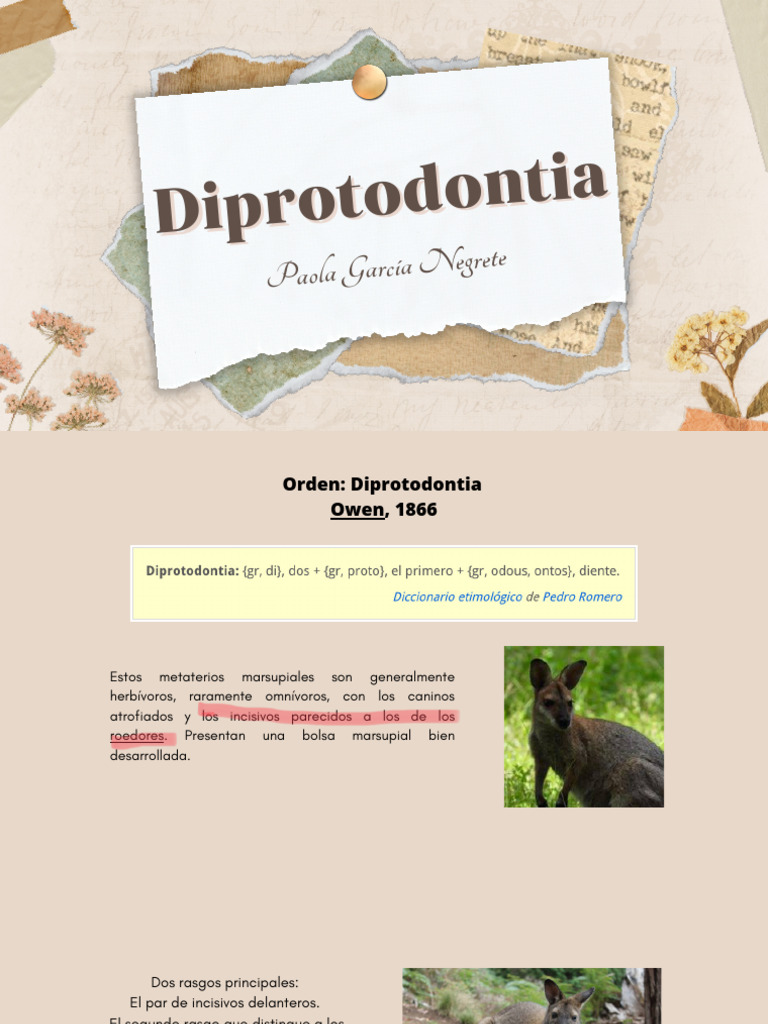 Diprotodontia | PDF | Marsupiales de Australia | Mamíferos De Australia