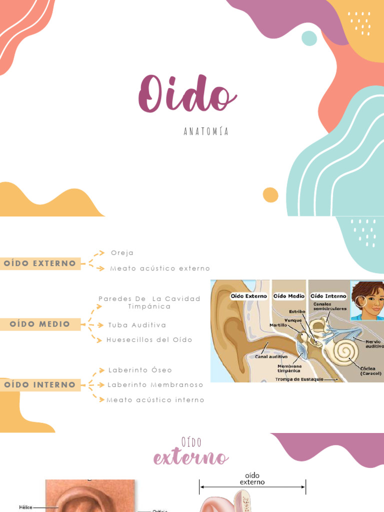 Anatomía y Patologías del Oído | PDF | Oído | Ciencias de la Salud
