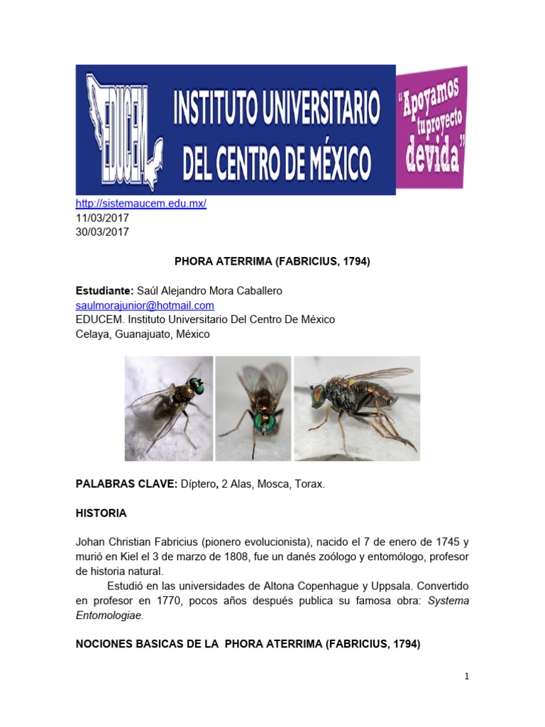 Phora Aterrima (Fabricius, 1794) | PDF | Mosca | Insectos