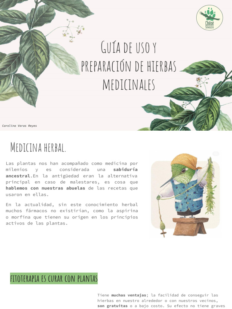 Guia de Plantas Medicinales | PDF | Plantas