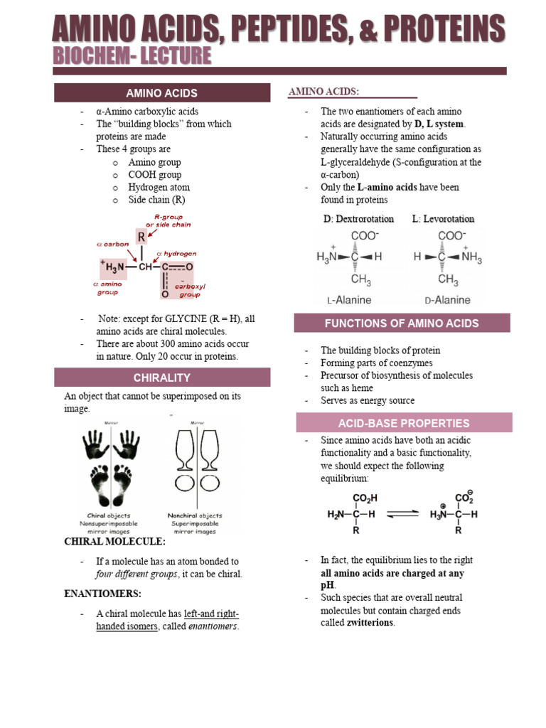 Amino Acids Peptides Proteins | PDF | Protein Structure | Amino Acid