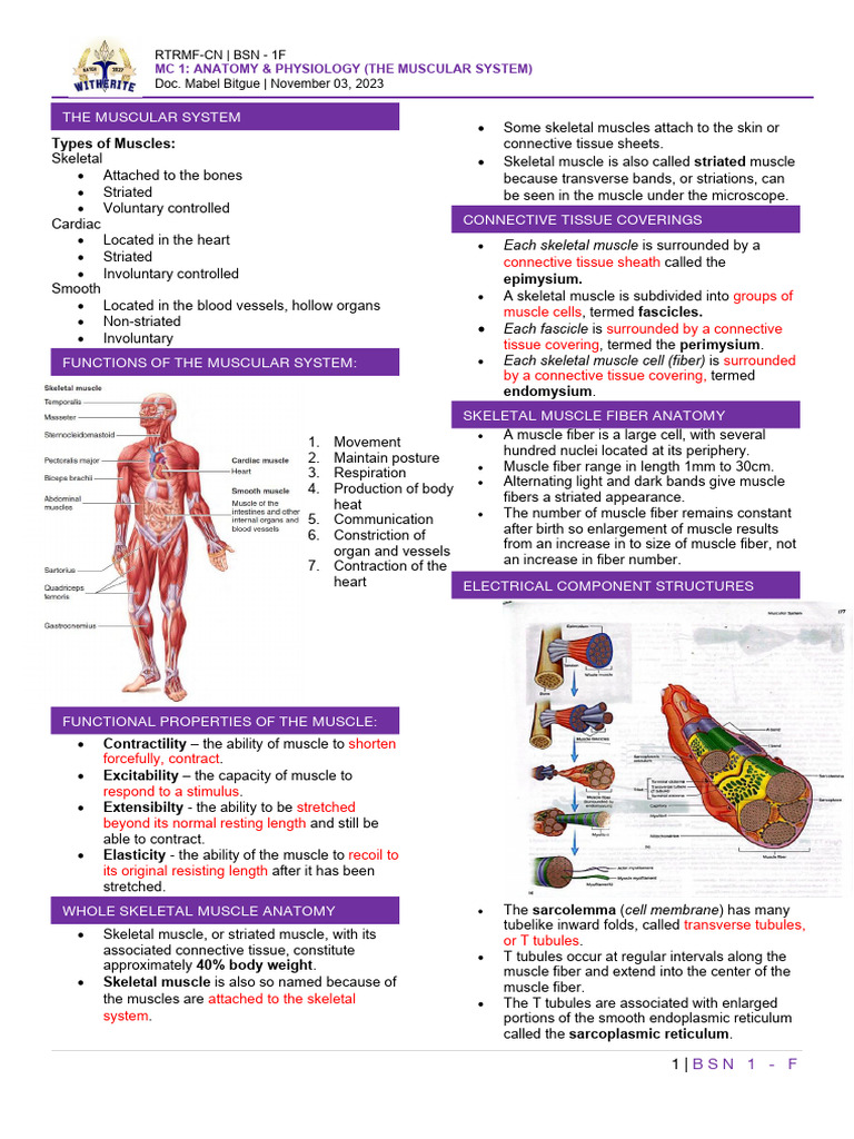 Muscular System - Part 1 (BSN - 1F) | PDF | Muscle Contraction | Action ...