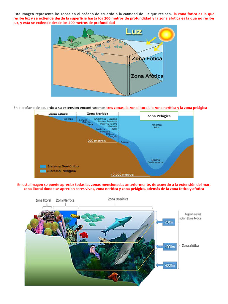 Zonas del océano: fótica y afótica | PDF