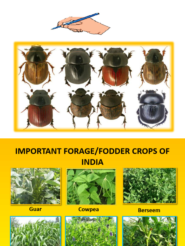 Forage Pest and Management | PDF | Hexapoda | Insects And Humans