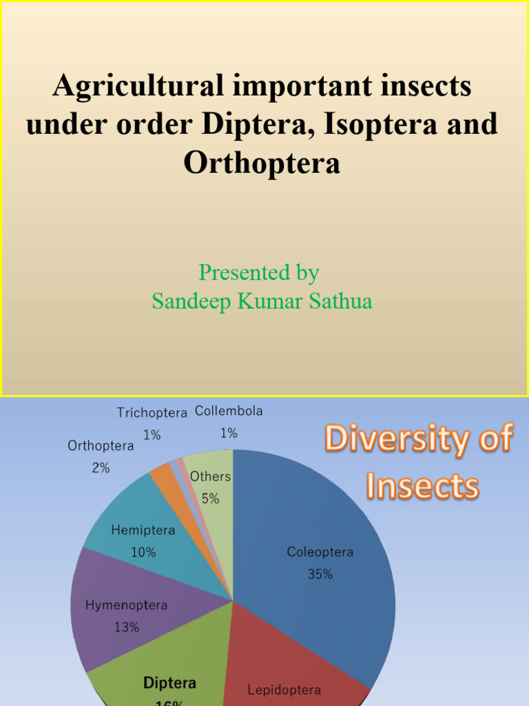Order - Diptera | PDF | Fly | Pupa