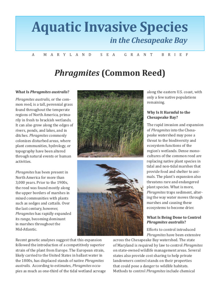 Phragmites (Common Reed) | PDF | Marsh | Invasive Species