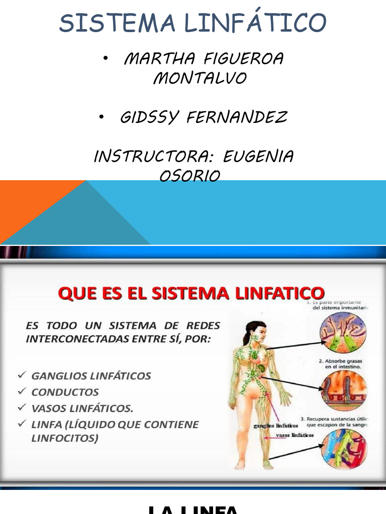DIAPOSITIVA LINF | PDF | Sistema linfático | Linfocitos