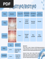 Biotipos Periodontales | PDF | Odontología | Especialidades Medicas