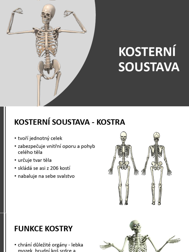 Kosterní Soustava | PDF