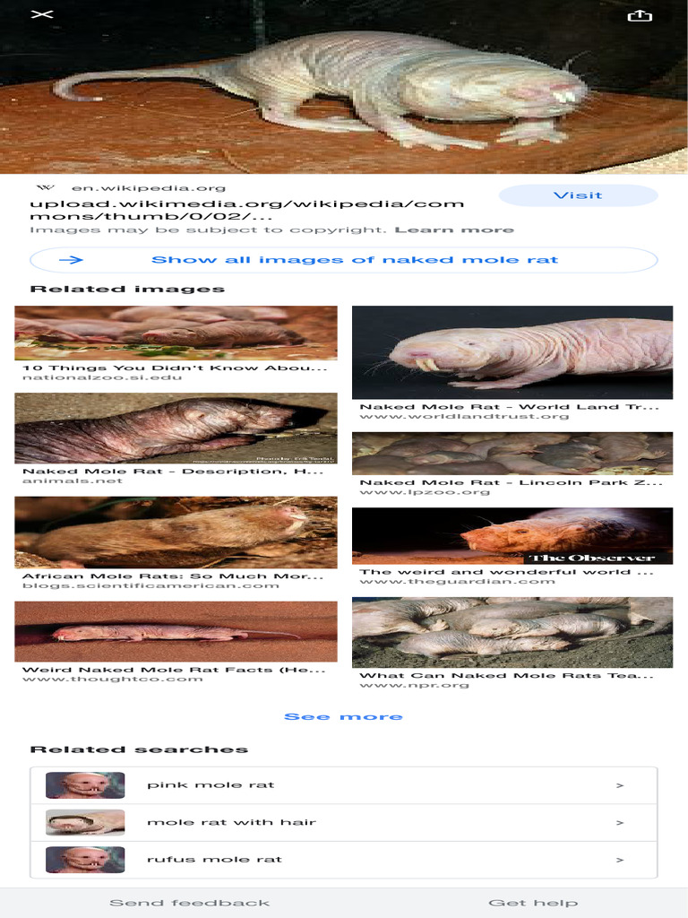 Naked Mole Rat - Google Search | PDF | Rodent | Eukaryotes