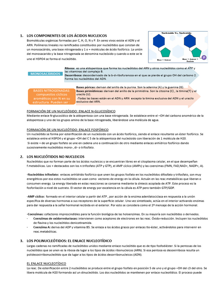 Tema 4 Ácidos Nucleicos | PDF | Rna | Adn