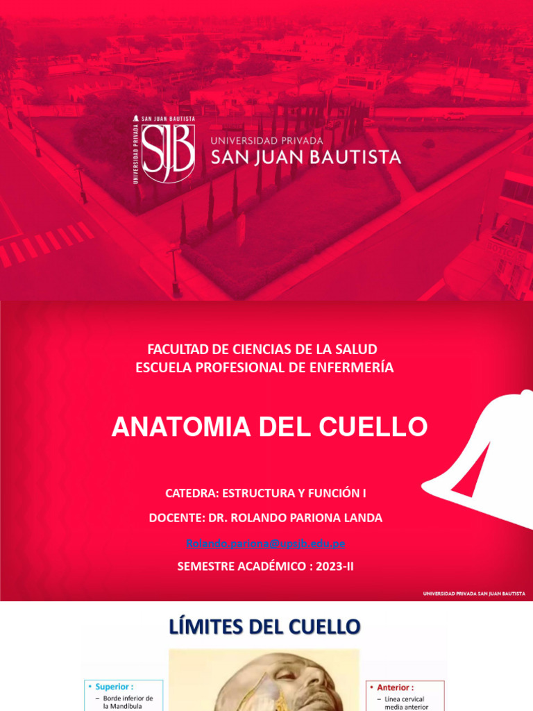 Anatomia Del Cuello Pdf Cabeza Y Cuello Humanos Sistema