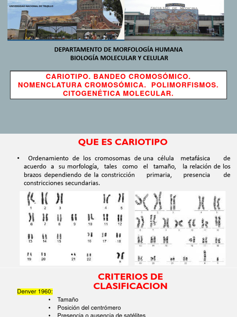 Cariotipo | PDF | Hibridación in situ fluorescente | Cromosoma