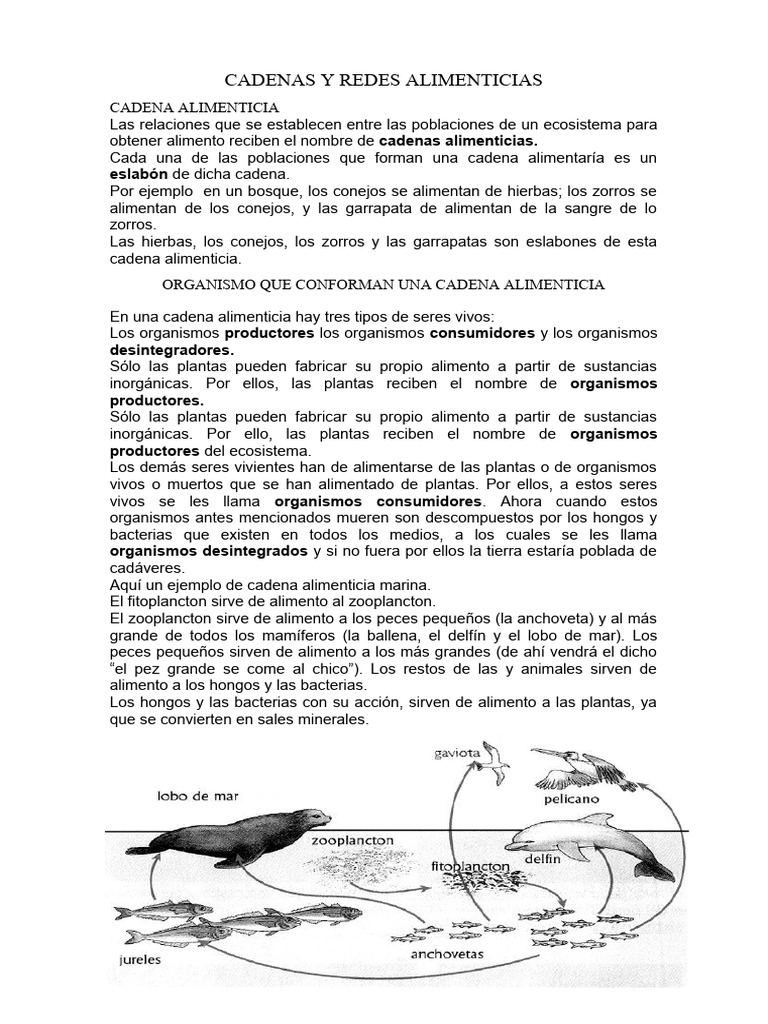 Cadenas y Redes Alimenticias | Descargar gratis PDF | Alimentos | Plantas