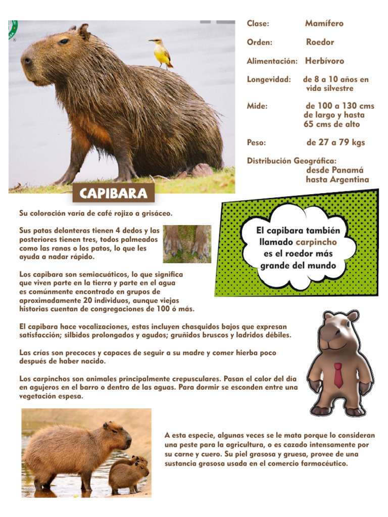 CAPIBARA | Descargar gratis PDF | Organismos