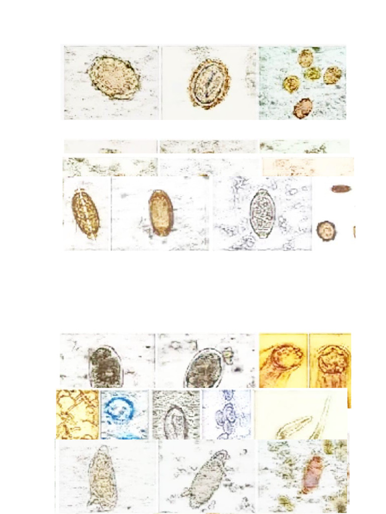 Parasitologi | PDF