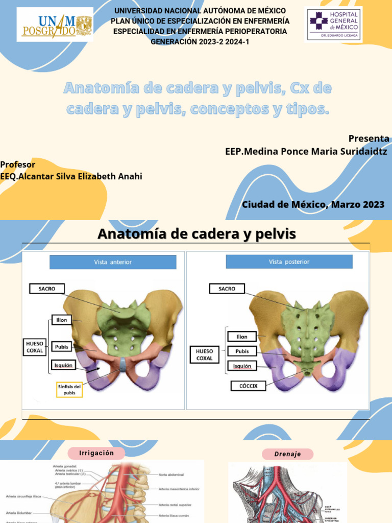 Anatomia de Cadera y Pelvis | PDF | Pelvis | Anatomía