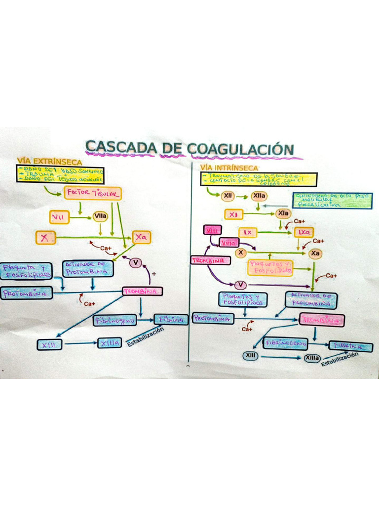 Cascada de Coagulación 2 | PDF