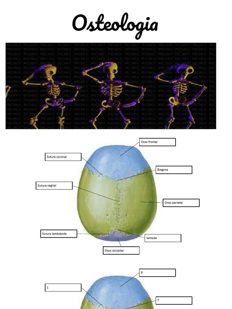 Osteologia JPG | PDF | Coluna vertebral | Sistema Esquelético