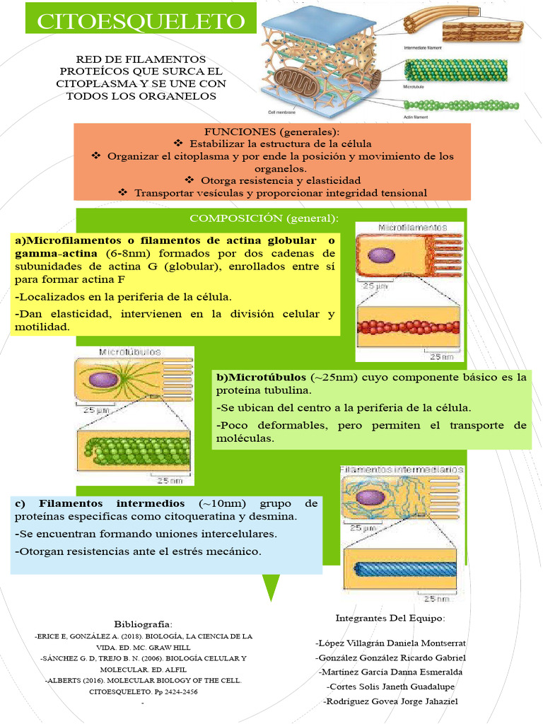 Cito Esqueleto | PDF | Microtúbulos | Actina