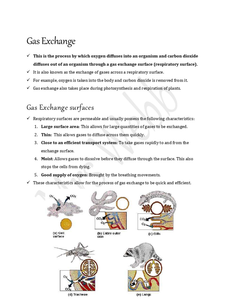 Gas Exchange | PDF | Lung | Respiratory System