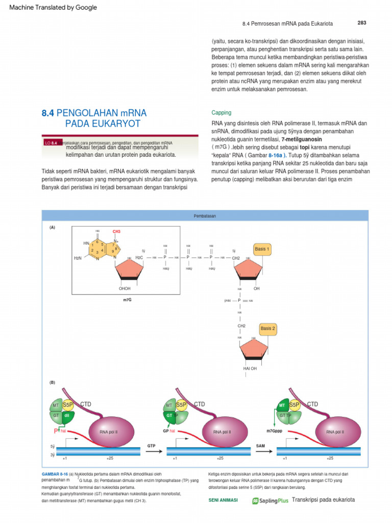 Pemrosesan mRNA Eukariotik: Capping dan Penyambungan | PDF