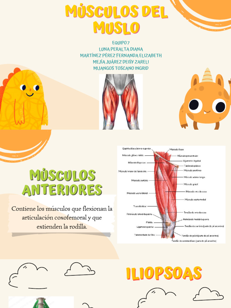 Músculos Del Muslo | PDF | Rodilla | Cadera