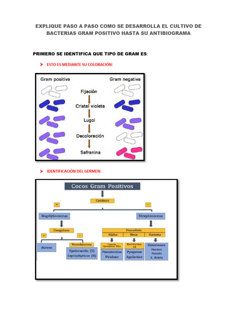 Cultivo y Antibiorama de Bacterias Gram+ | PDF | Salud y bienestar ...