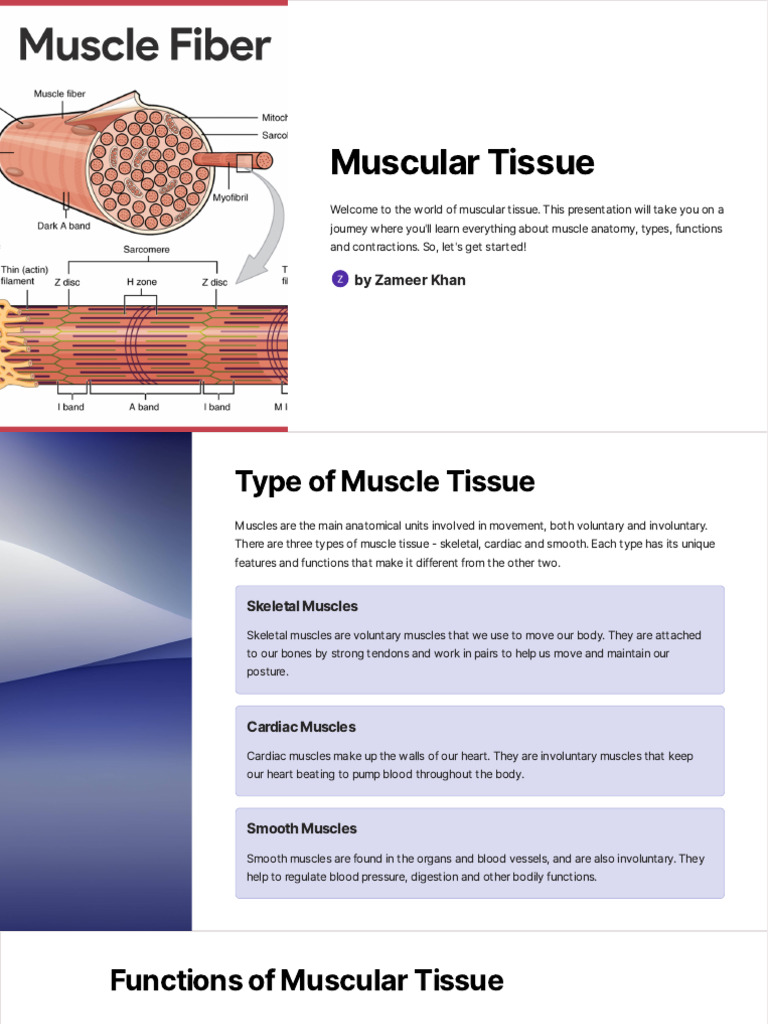 Muscular Tissue | PDF | Muscle Contraction | Skeletal Muscle
