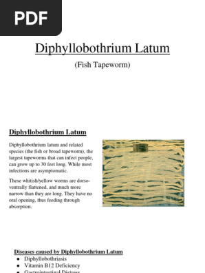Diphyllobothrium Latum Worm