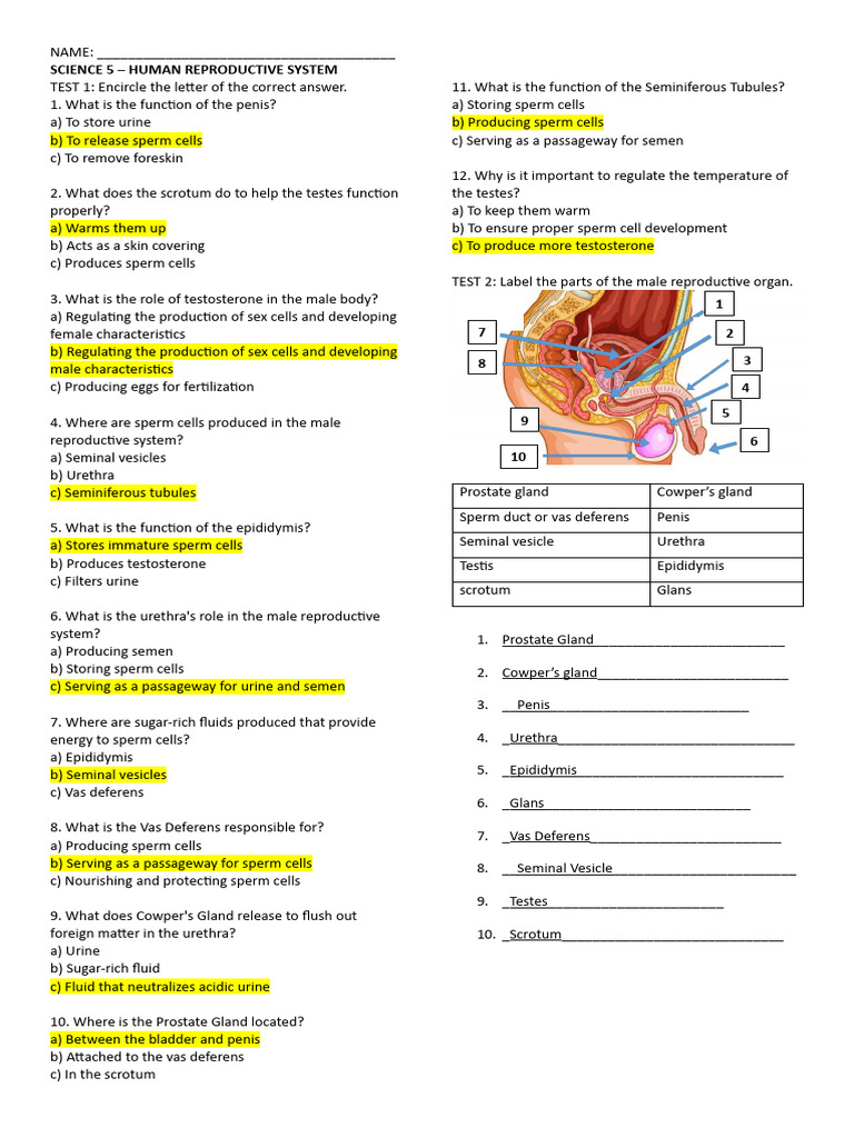 2nd Science 5 Reproductive System Test | PDF | Reproductive System ...