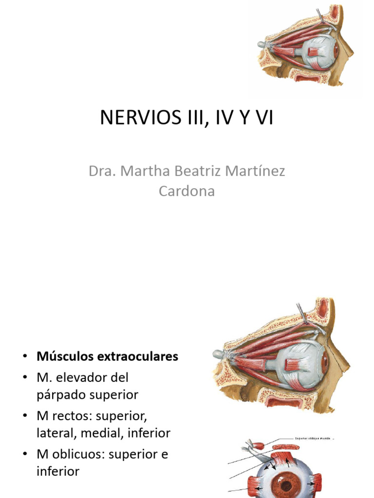 Anatomía de los Nervios Oculares | PDF | Anatomía humana | Cabeza y ...