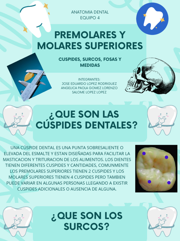 Cuspides, Surcos, Fosas y Medidas - Premolares y Molares - Equipo 4 | PDF | Diente | Anatomia dental