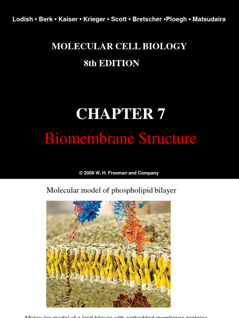 ch10 Biomembrane structure-LODISH | PDF | Cell Membrane | Biological ...