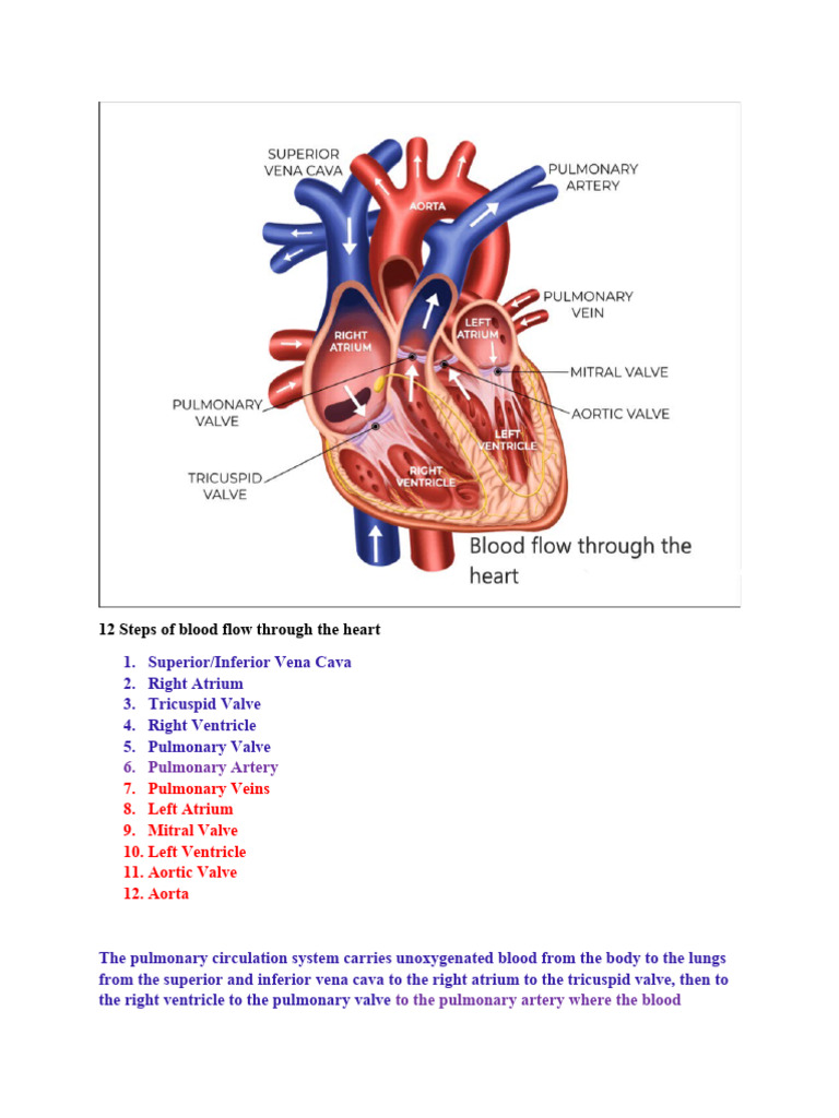 Heart Blood Flow: 12-Step Guide | PDF