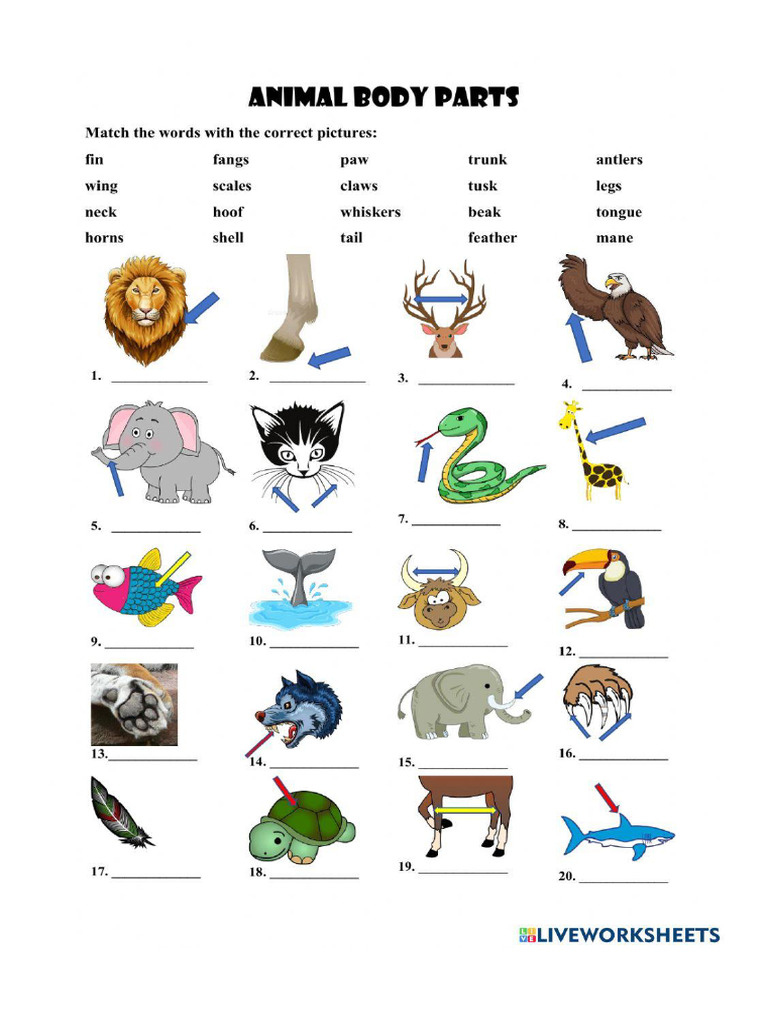 Animals Body Parts | PDF