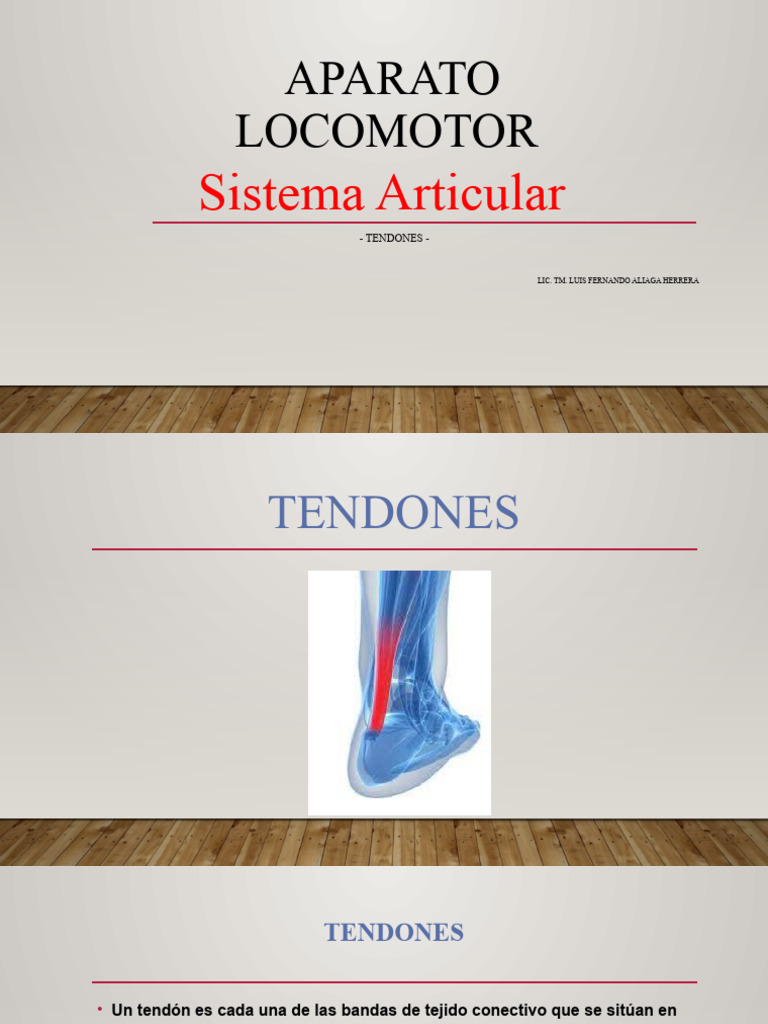 Funciones y Lesiones de los Tendones | PDF | Tendón | Sistema ...