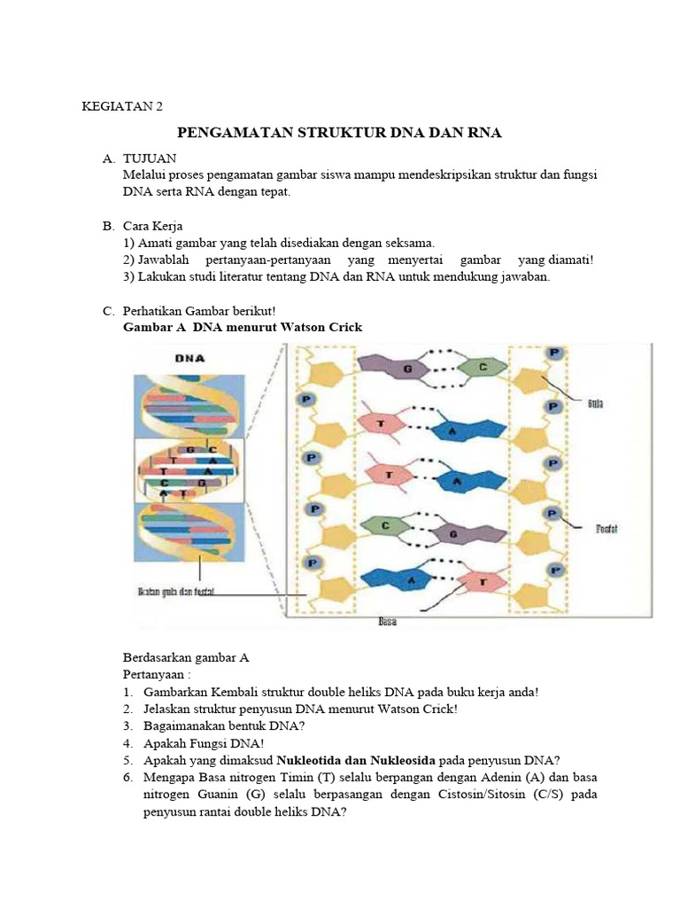 LKPD DNA Dan RNA | PDF | Metode & Bahan Ajar