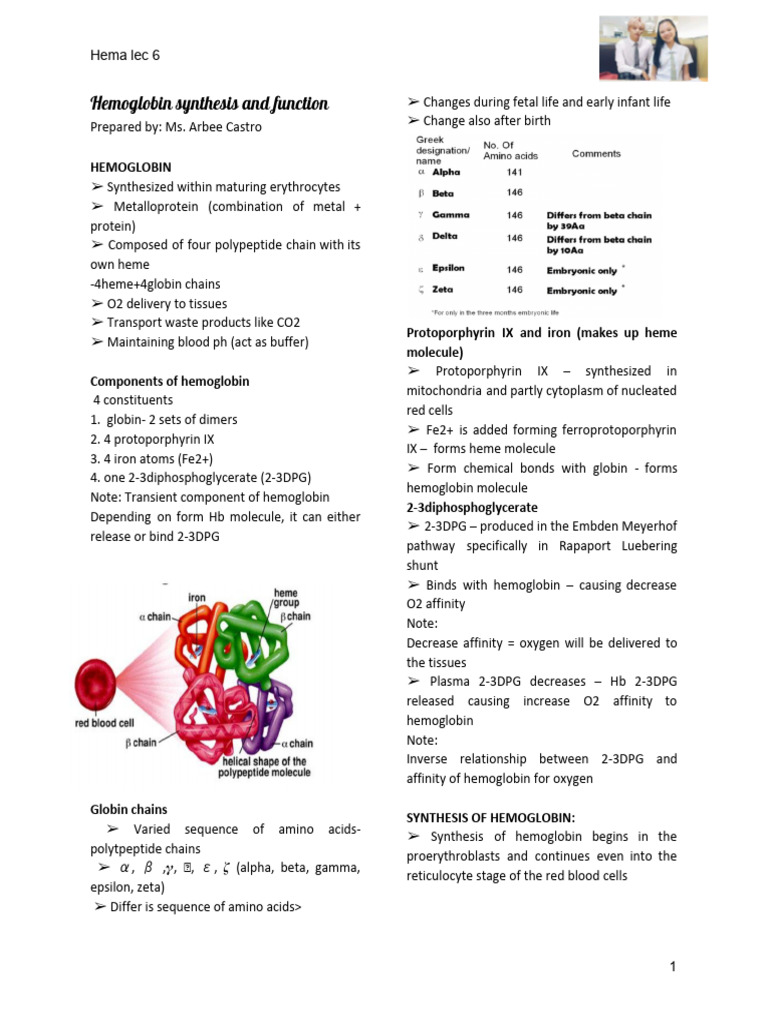 Hema Lec #6 (2 - 2) Hemoglobin Synthesis | PDF | Hemoglobin | Red Blood Cell