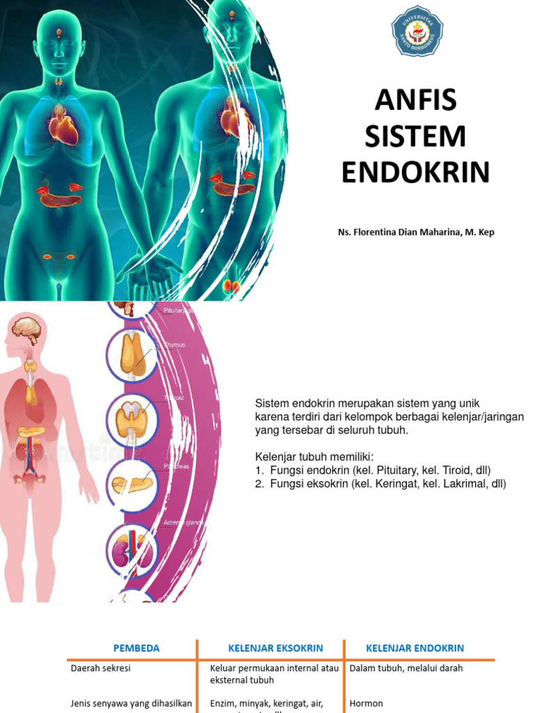 1 Anfis Sistem Endokrin Pdf 