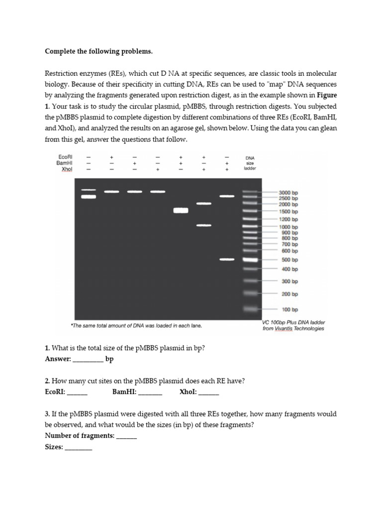 Restriction Enzyme Analysis of pMBBS Plasmid | PDF